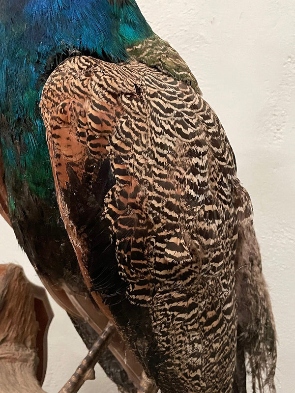 Taxidermy peacock - The French House York
